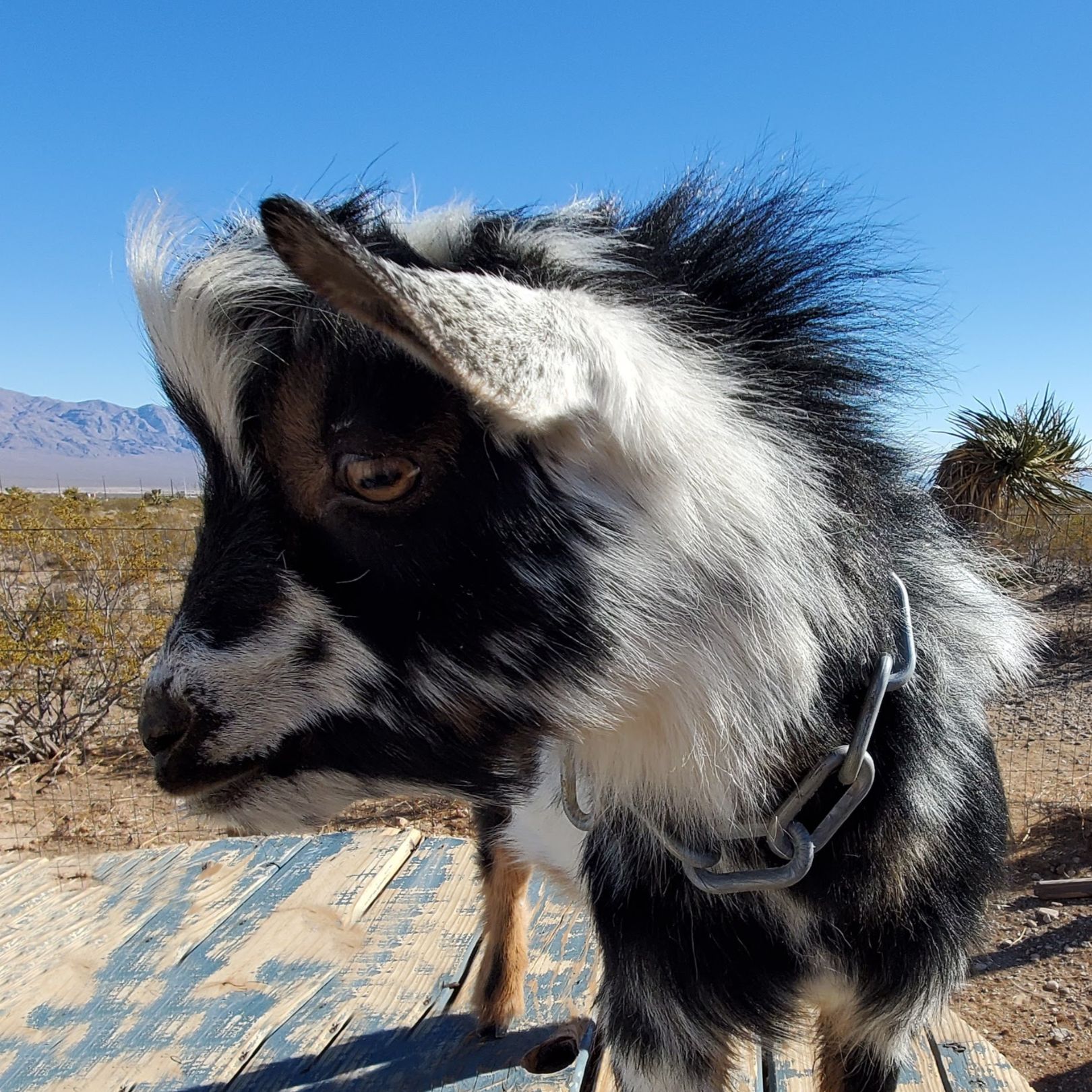 Meet the Nigerian Dwarf Goats | Clover Dreams Farm