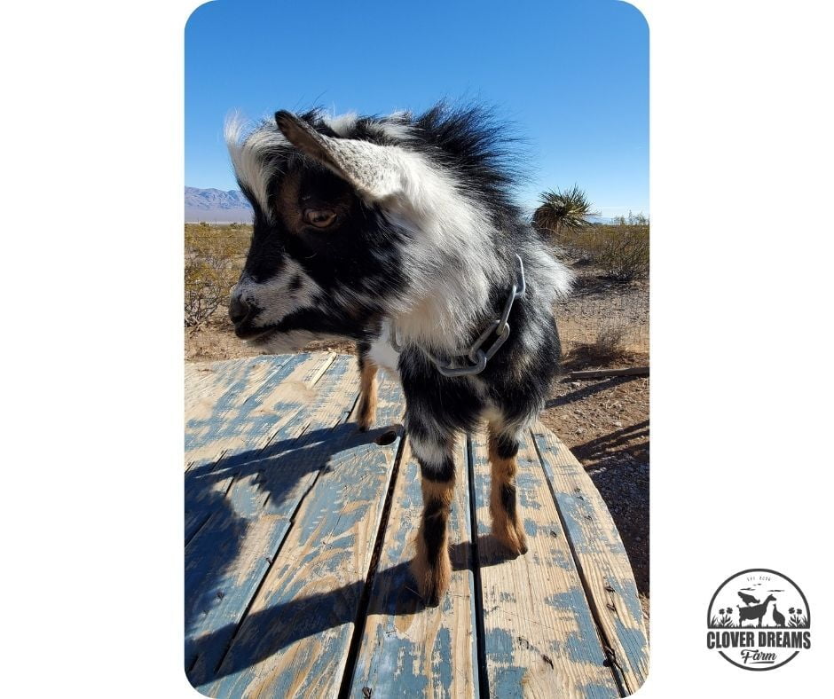 Reference Goats | Clover Dreams Farm