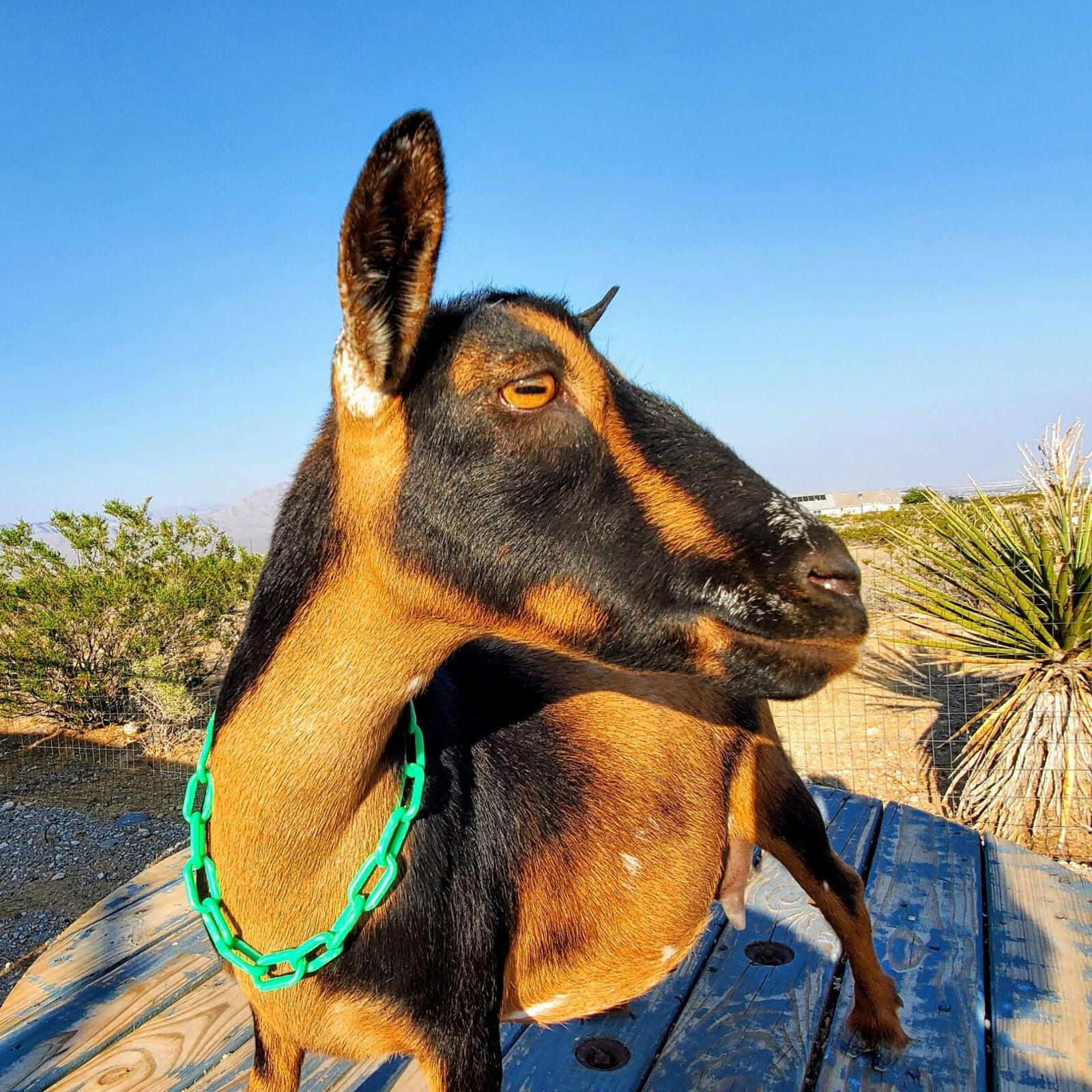 Meet the Nigerian Dwarf Goats | Clover Dreams Farm