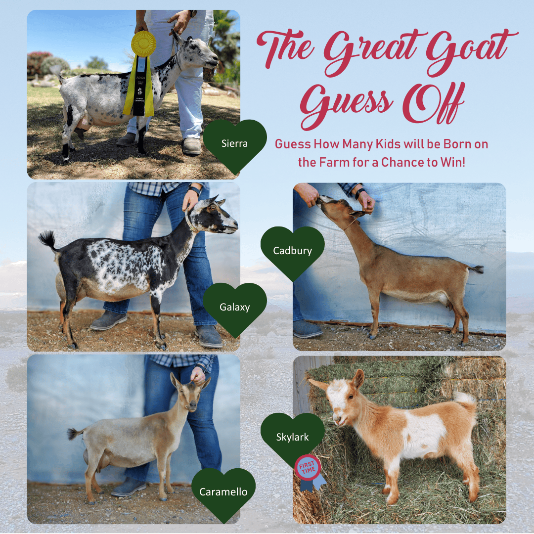 The Great Goat Guess-Off 2025 | Clover Dreams Farm Giveaway